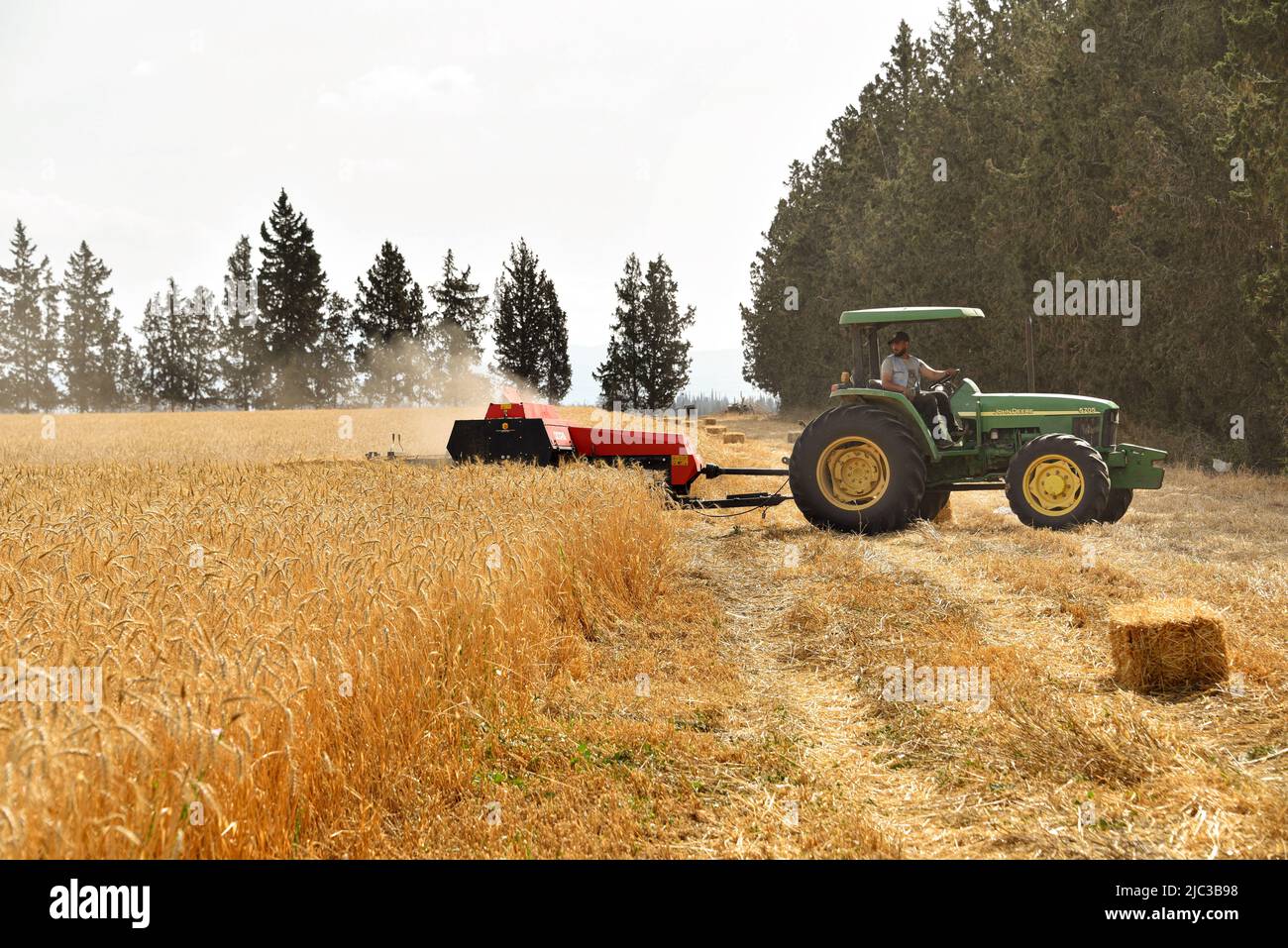 A combine harvester seen cutting wheat, threshing, and winnowing before ...