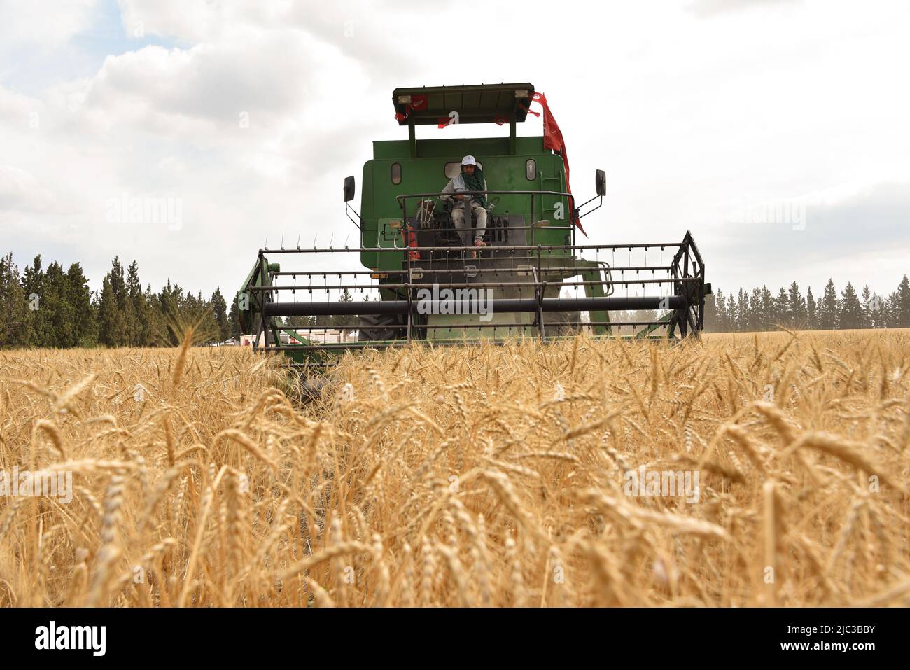 A combine harvester seen cutting wheat, threshing, and winnowing before ...