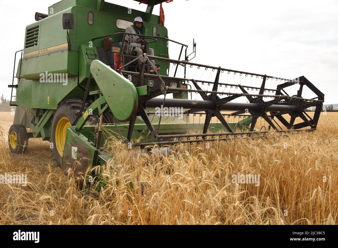 A combine harvester seen cutting wheat, threshing, and winnowing before ...