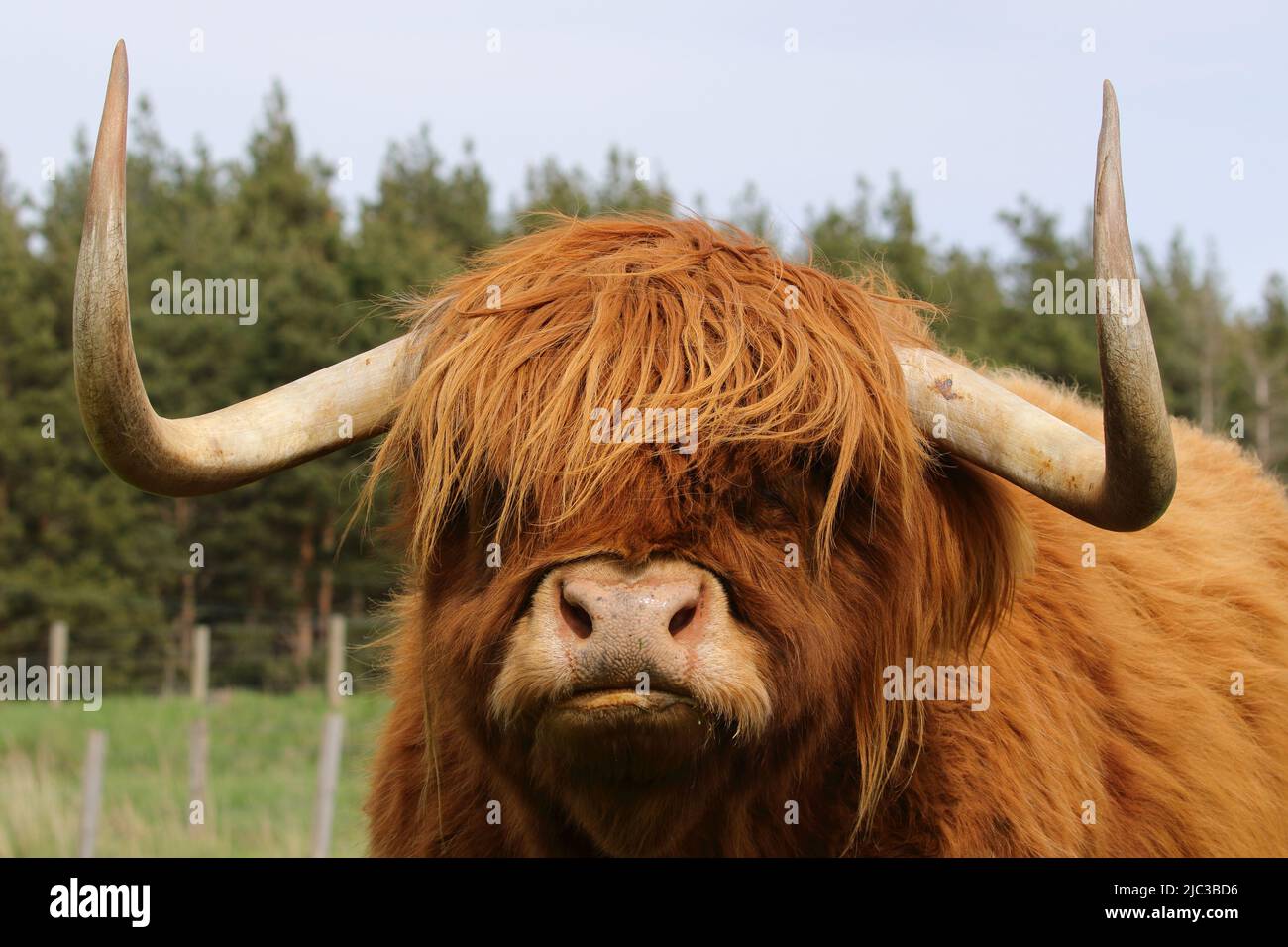 ‘Heilan Coo’; Scottish Highland cattle breed. Highland cow in a field ...