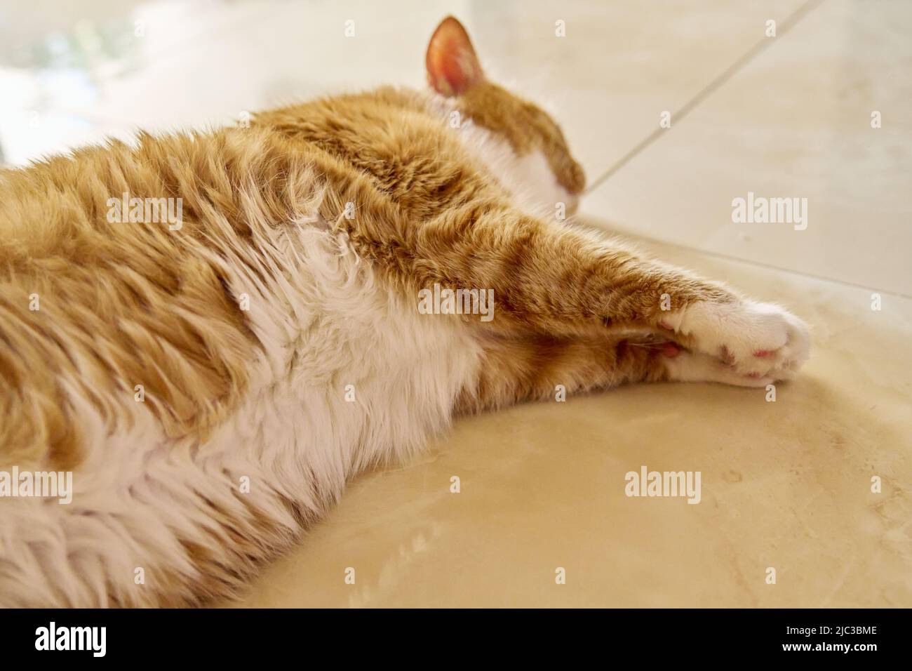 Big red cat lying on the floor at home, sleeping resting Stock Photo ...