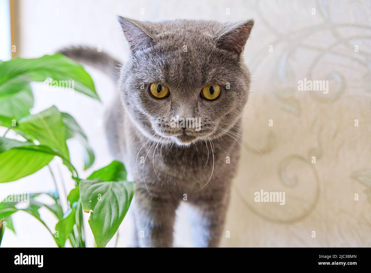 Young gray british cat, in home interior Stock Photo - Alamy