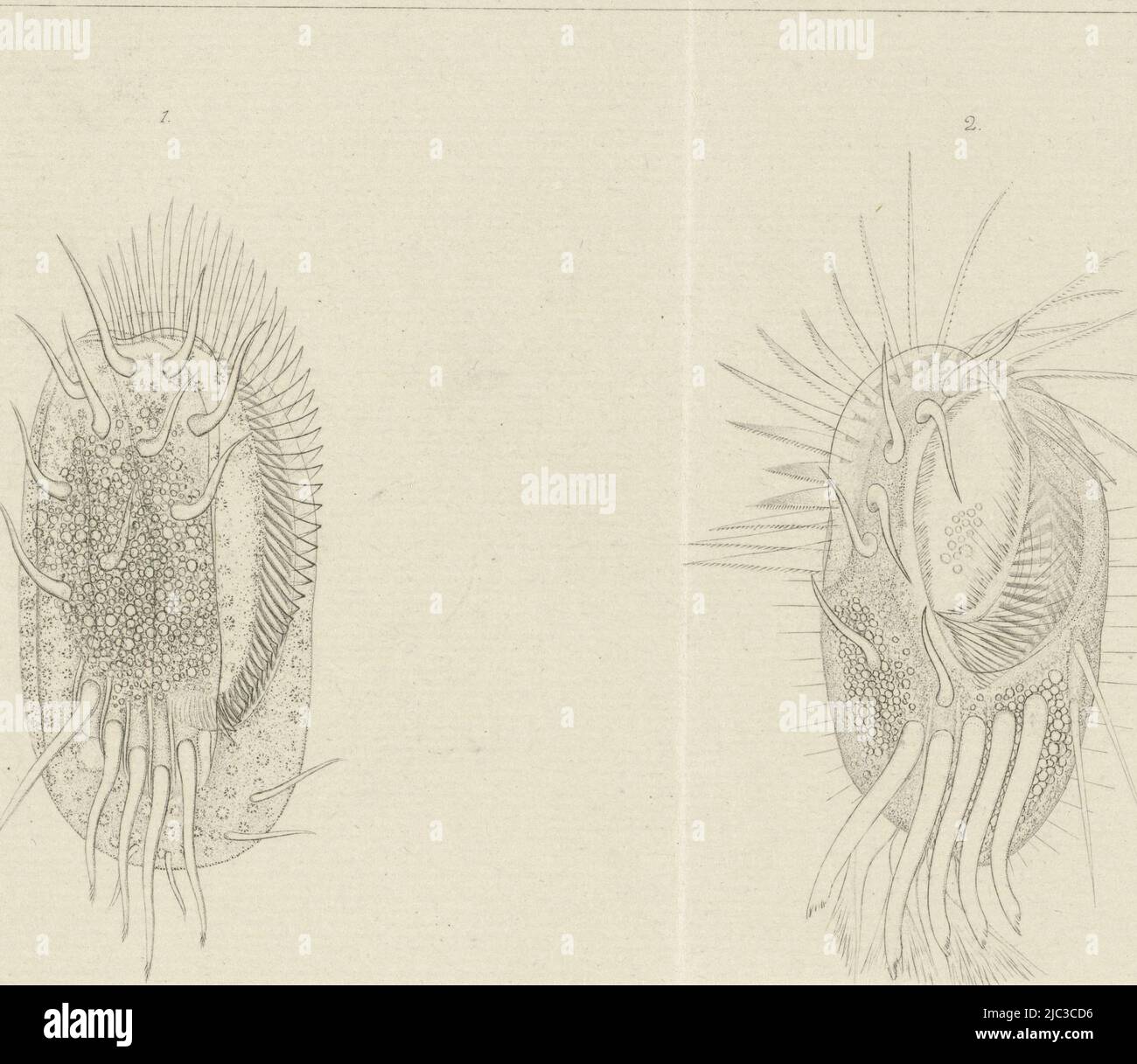 Jacob van rees hi-res stock photography and images - Alamy