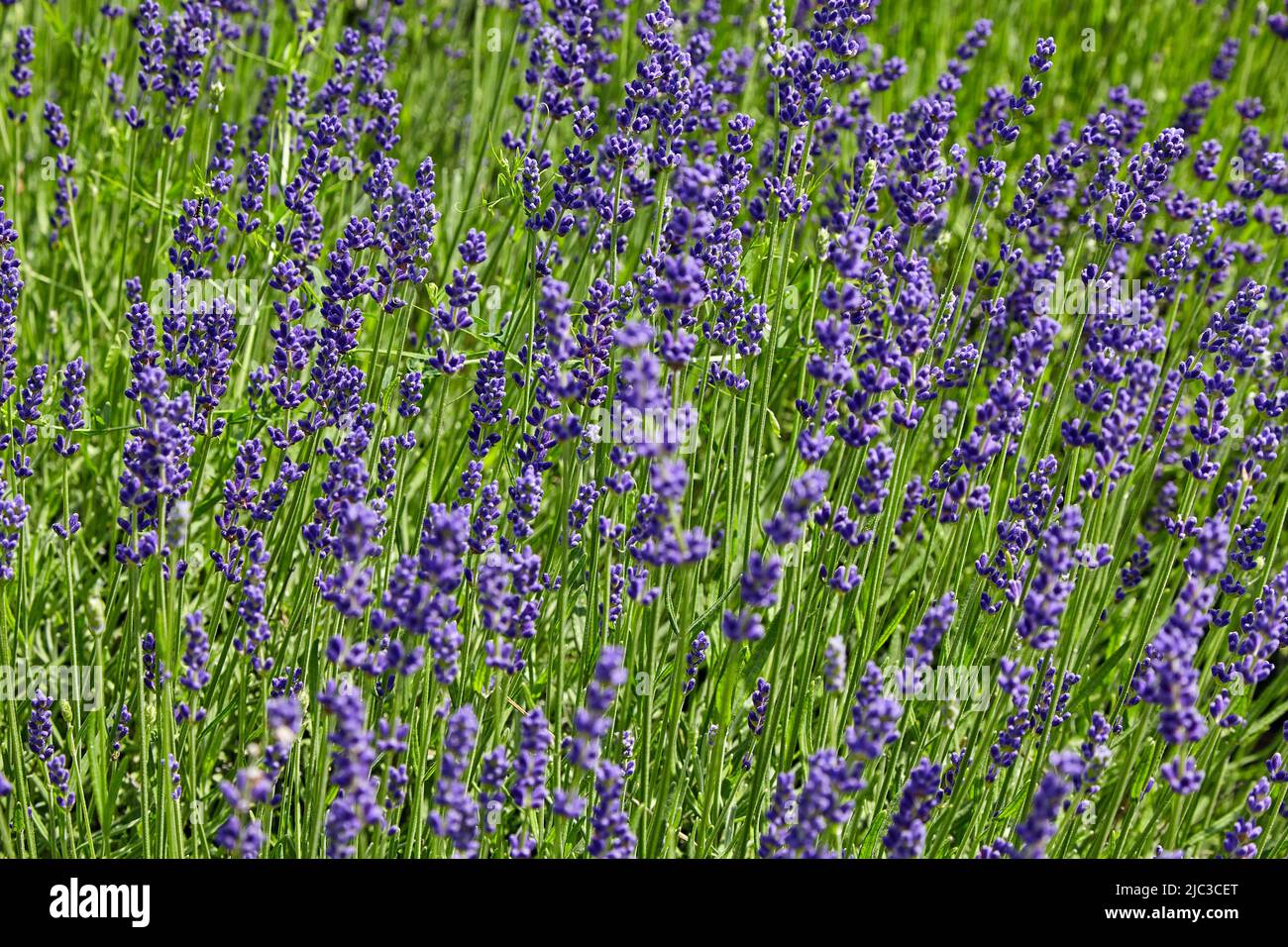 Fragrant wild lavender on a green field. Beautiful violet green ...