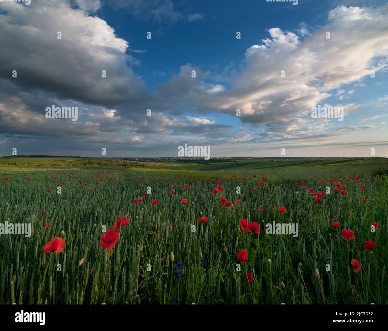 Field with poppies and green rye spikelets and picturesque blue sky ...