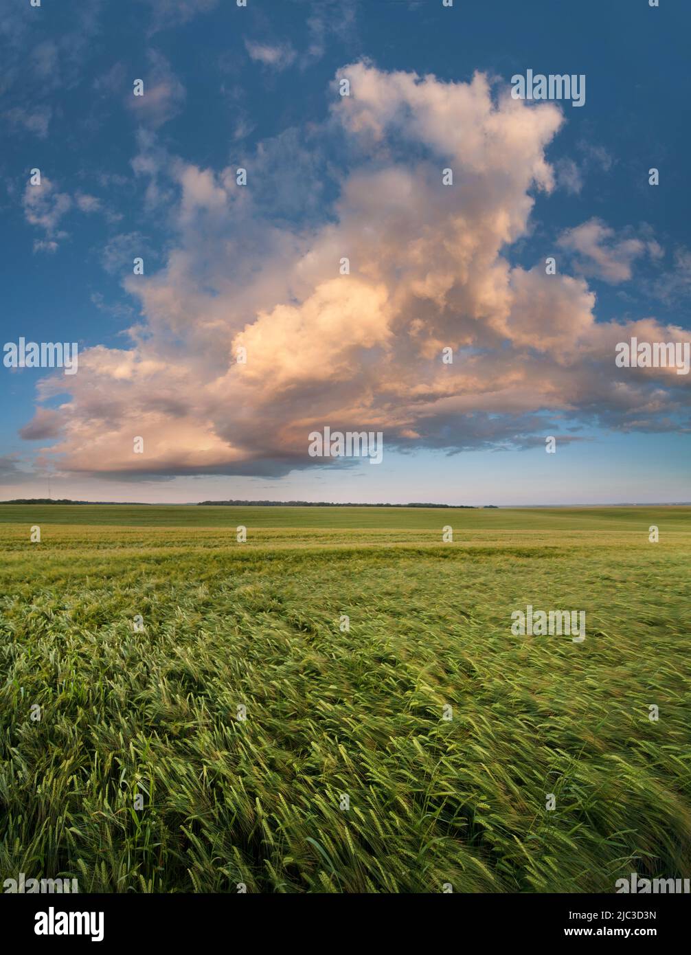 top view of a green field with ears of rye in the evening, above it the ...