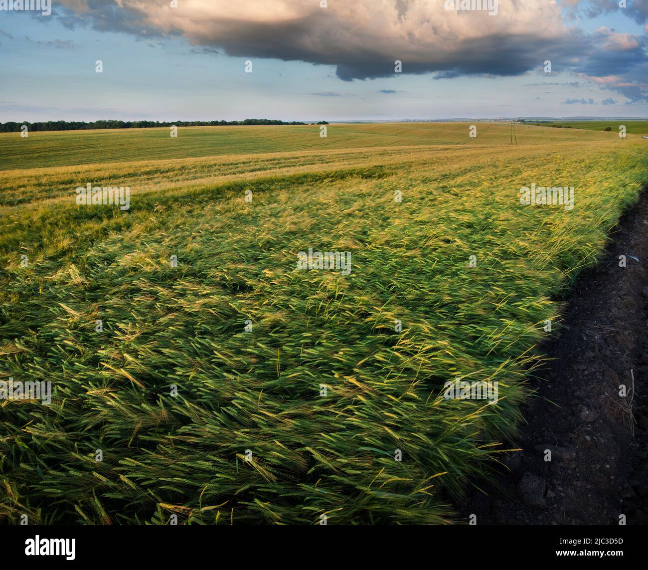 green ears of rye in the field, close up, and blue sky with clouds ...