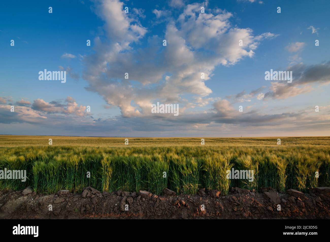 green ears of rye in the field, close up, and blue sky with clouds ...