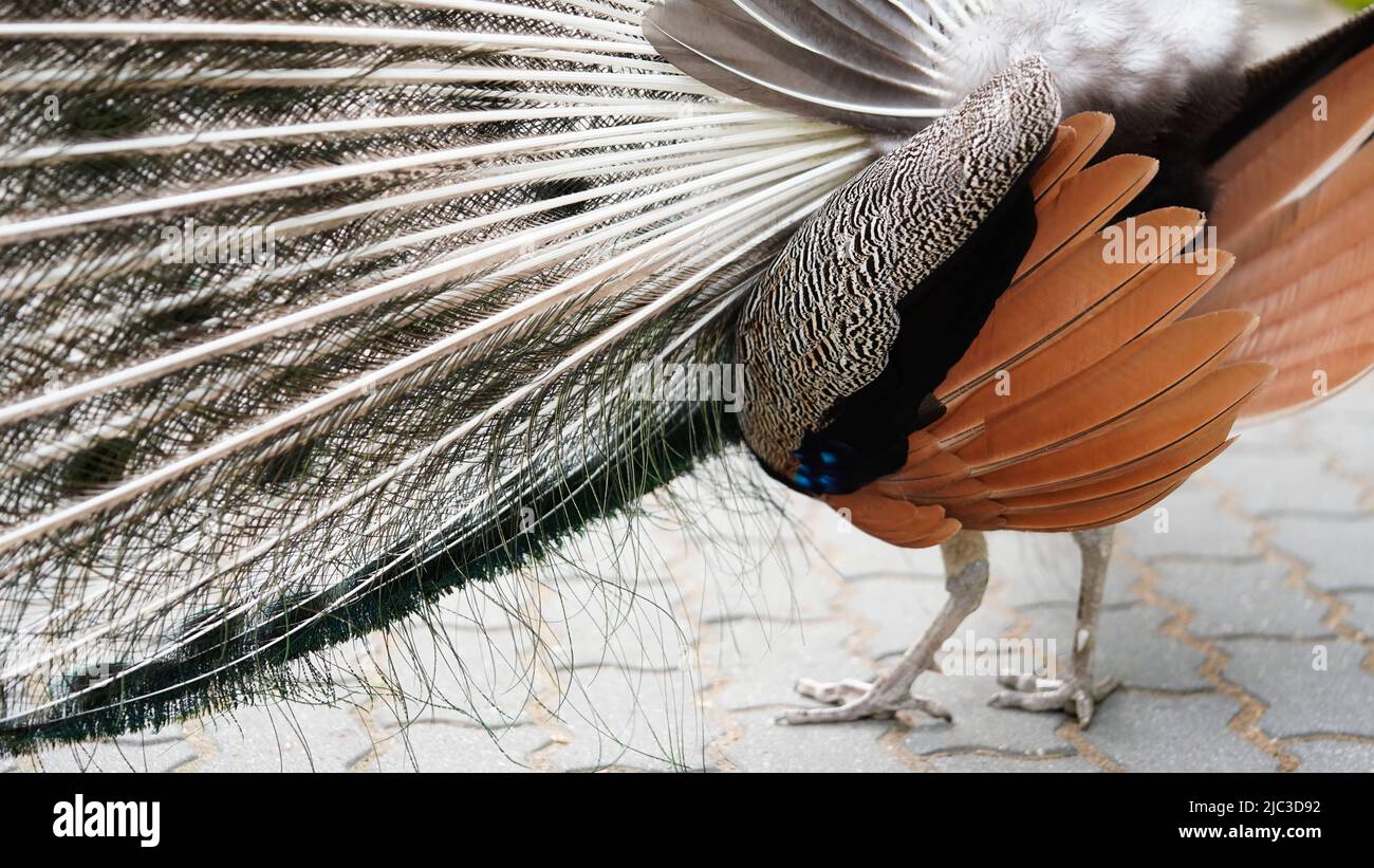 Rear view closeup tail of a male peacock.Natural park,zoo,exotic bird ...