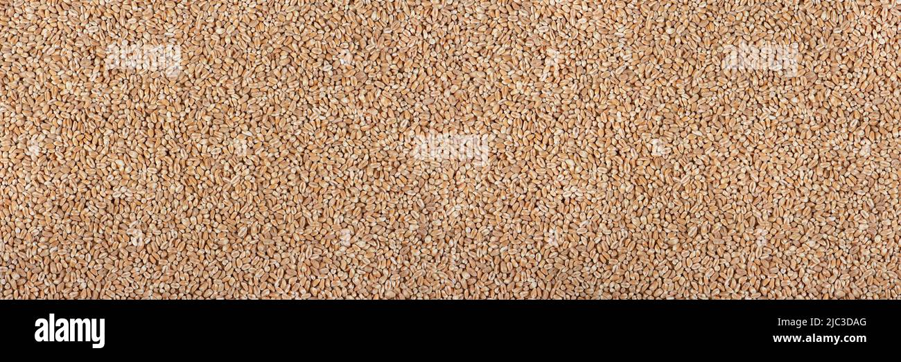 Texture of wheat, grains. Background for dry wheat design. Large size ...