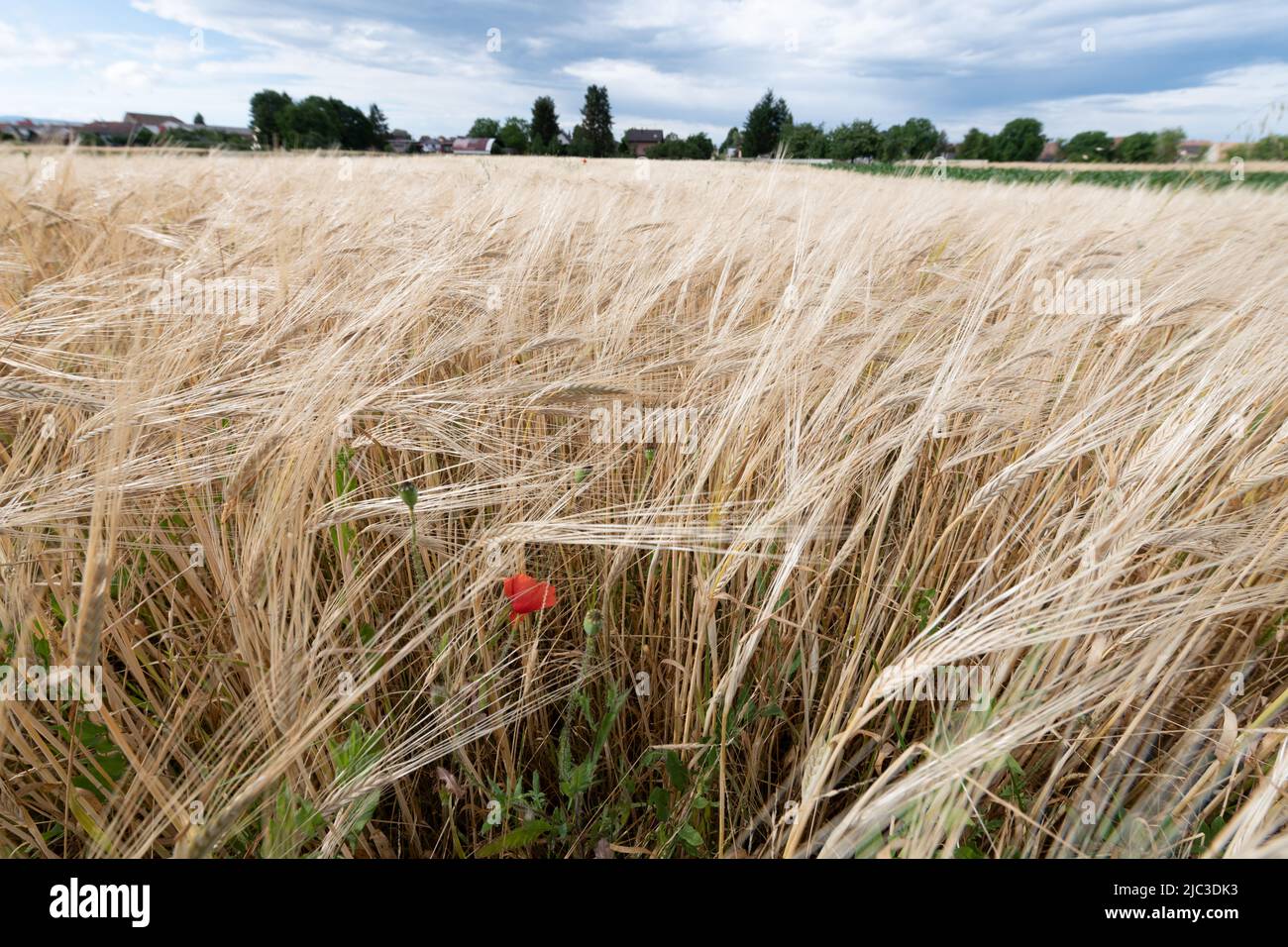 Wheat field in spring in plain. Alsace, France Stock Photo - Alamy