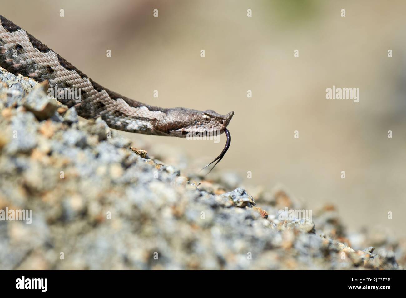 Nose-Horned Viper with forked tongue outside (Vipera ammodytes Stock ...