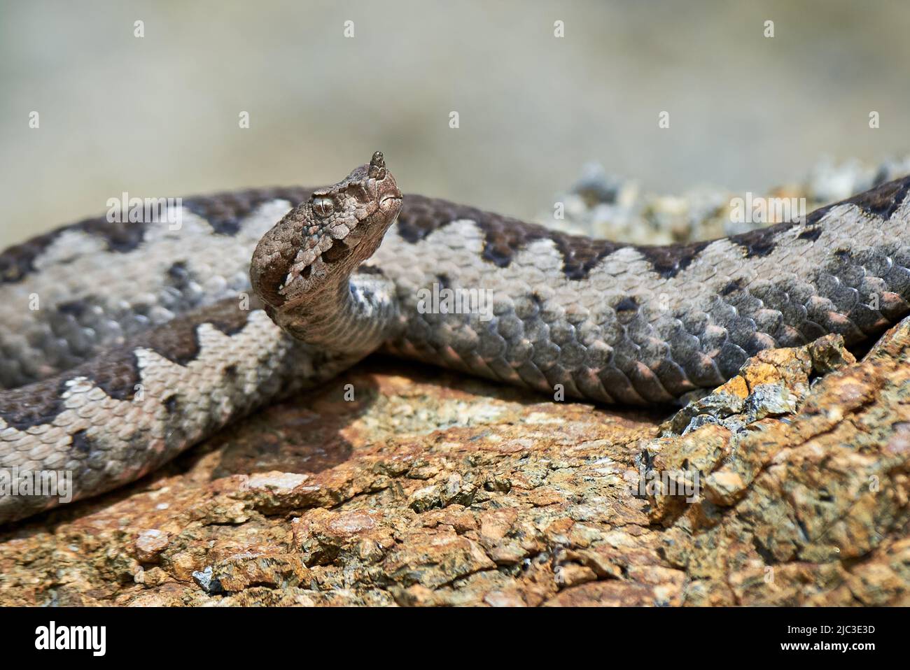 Nose-Horned Viper male basking in the sun (Vipera ammodytes Stock Photo ...