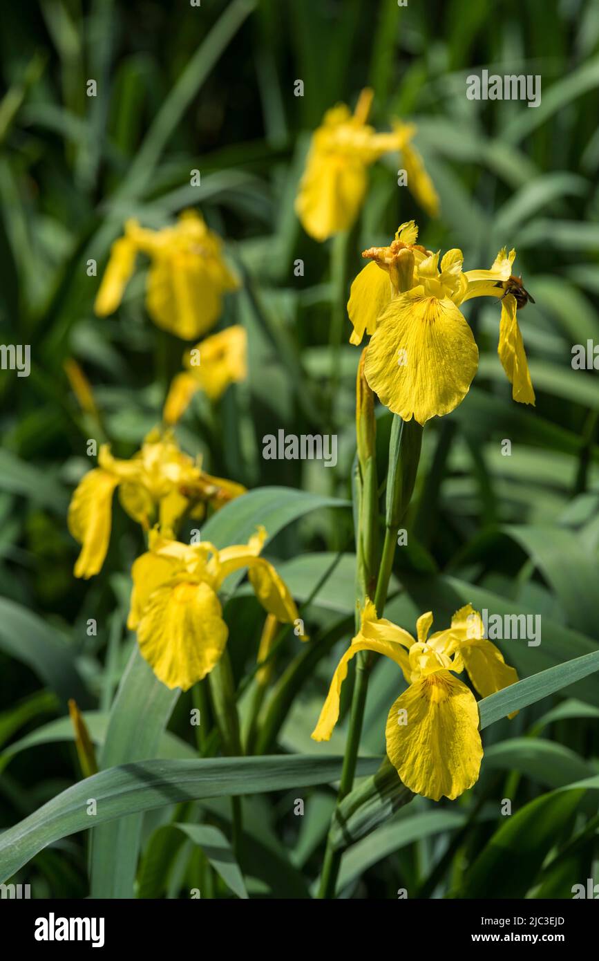 Riverbank iris hi-res stock photography and images - Alamy