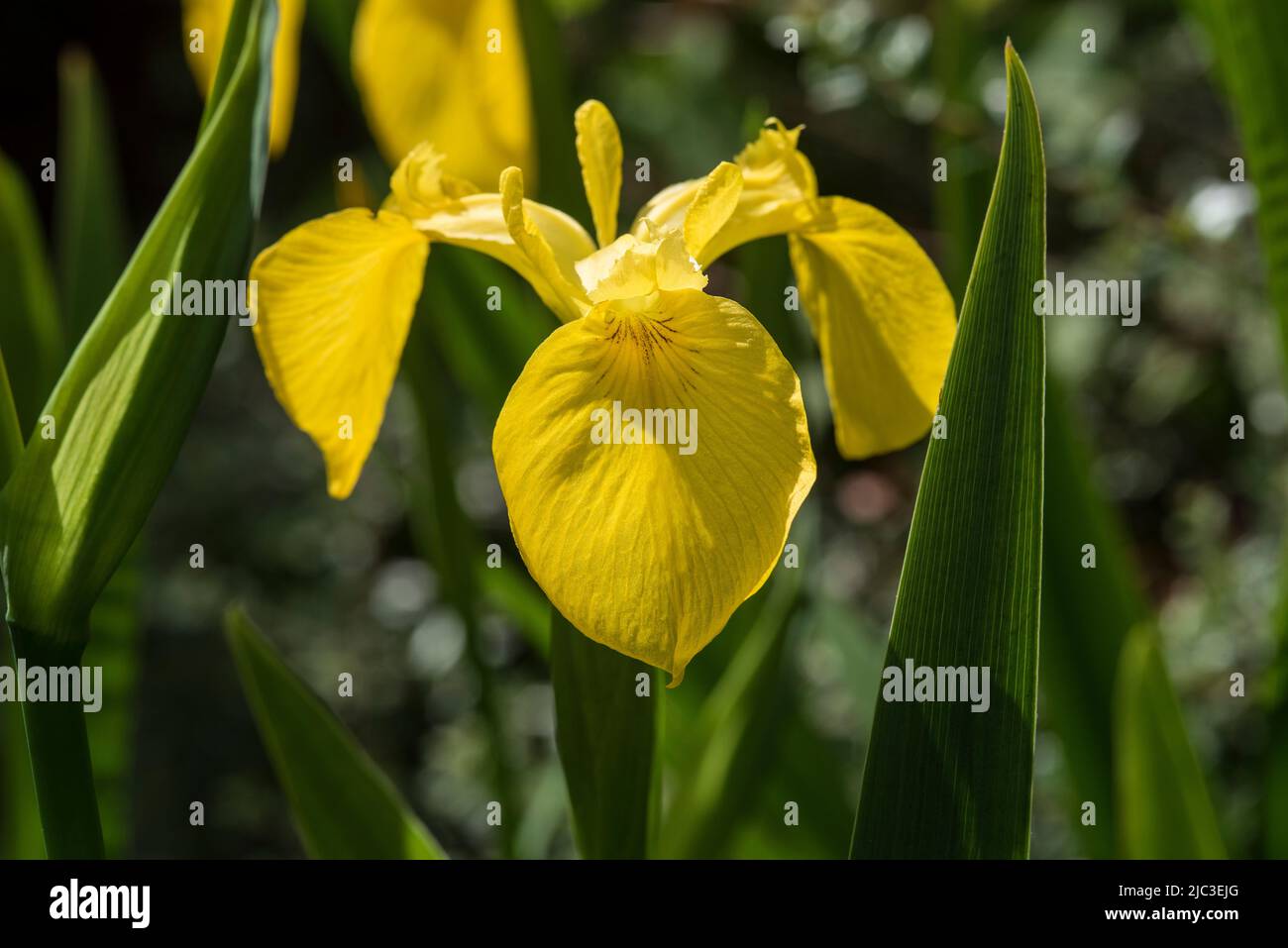 Flowers: Close up of bright Yellow Flag Iris - Iris pseudacorus, AKA ...