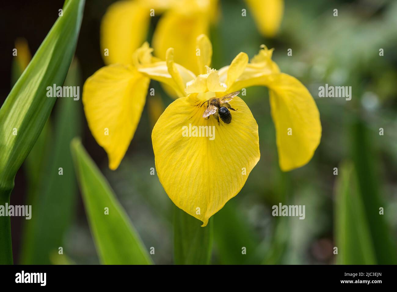 Flowers: Close up of bright Yellow Flag Iris - Iris pseudacorus, AKA ...