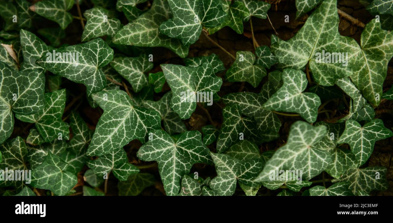 Many beautiful ivy leaves as background, top view Stock Photo - Alamy