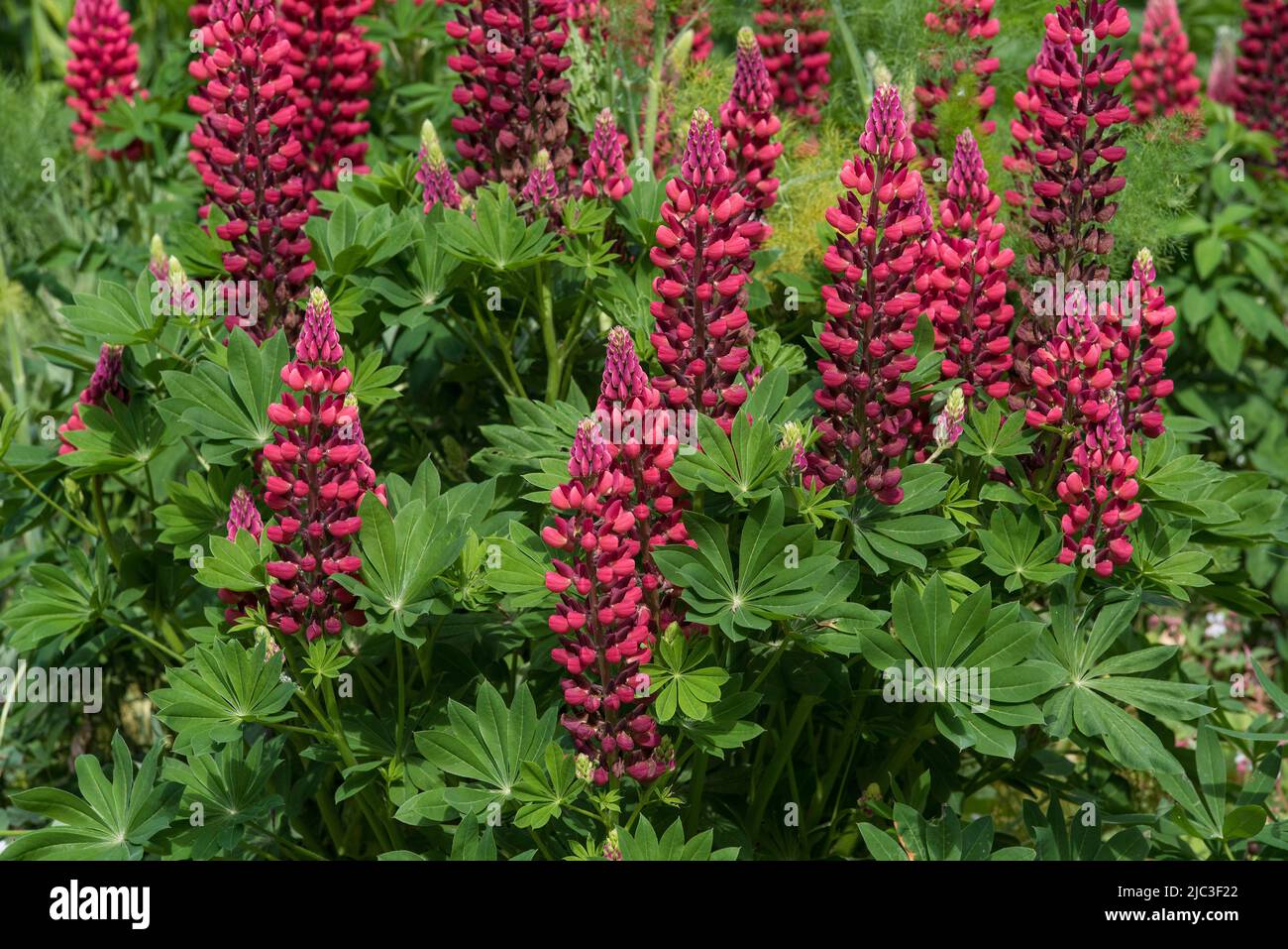 Flower spikes of red Lupin, aka Lupines or Lupinus. A perennial that ...