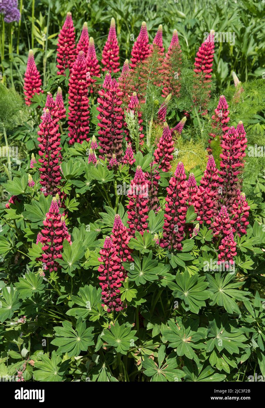 Flower spikes of red Lupin, aka Lupines or Lupinus. A perennial that ...