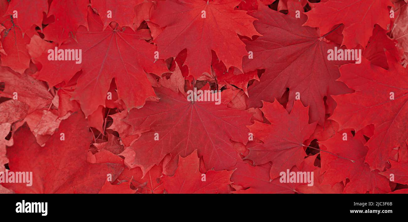 Many red maple leaves as background, top view Stock Photo - Alamy