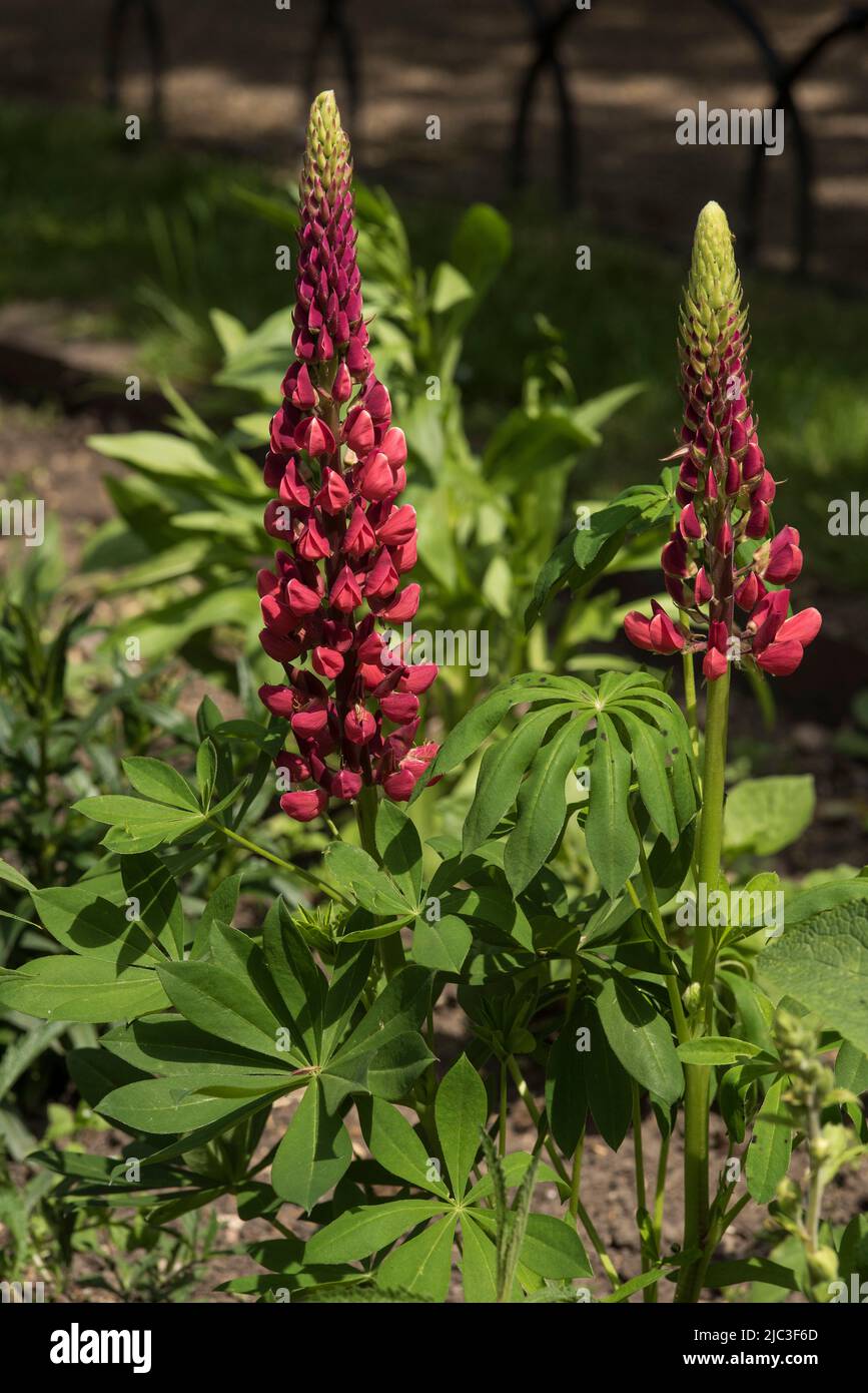 Flower spikes of red Lupin, aka Lupines or Lupinus. A perennial that ...