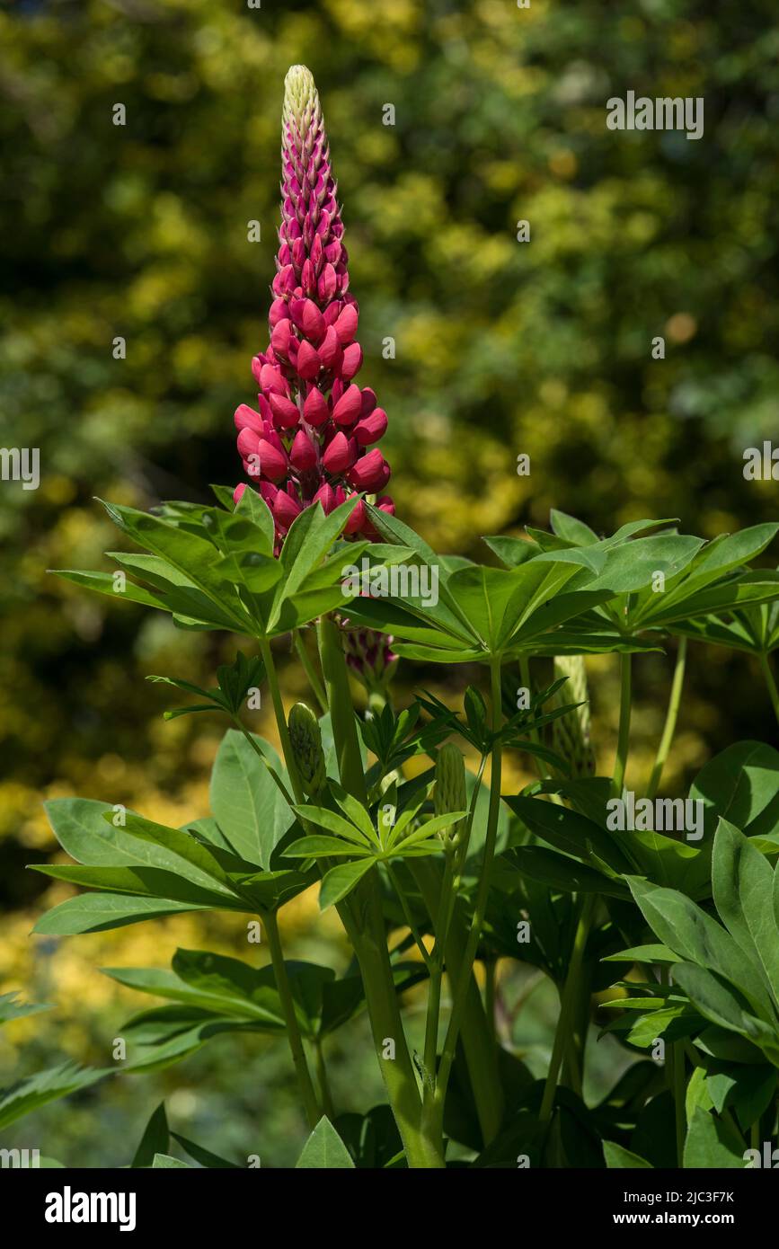 Flower spikes of red Lupin, aka Lupines or Lupinus. A perennial that ...