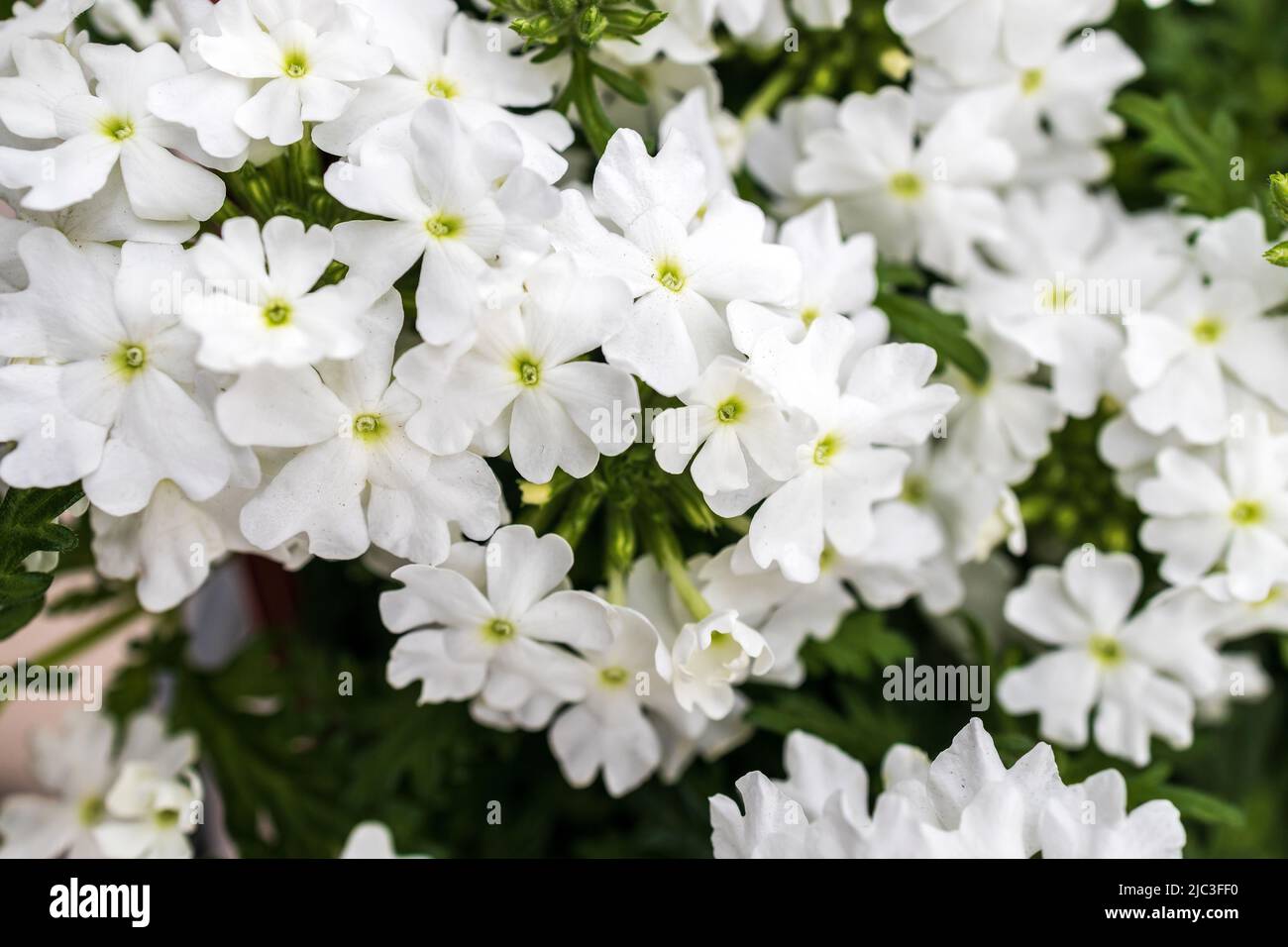 Verbena peruviana white hi-res stock photography and images - Alamy