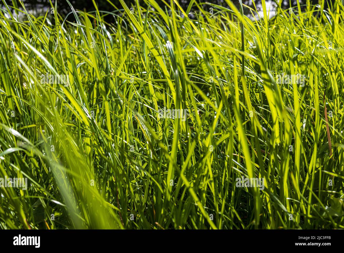 Long fresh green grass texture background view of grass garden Ideal ...