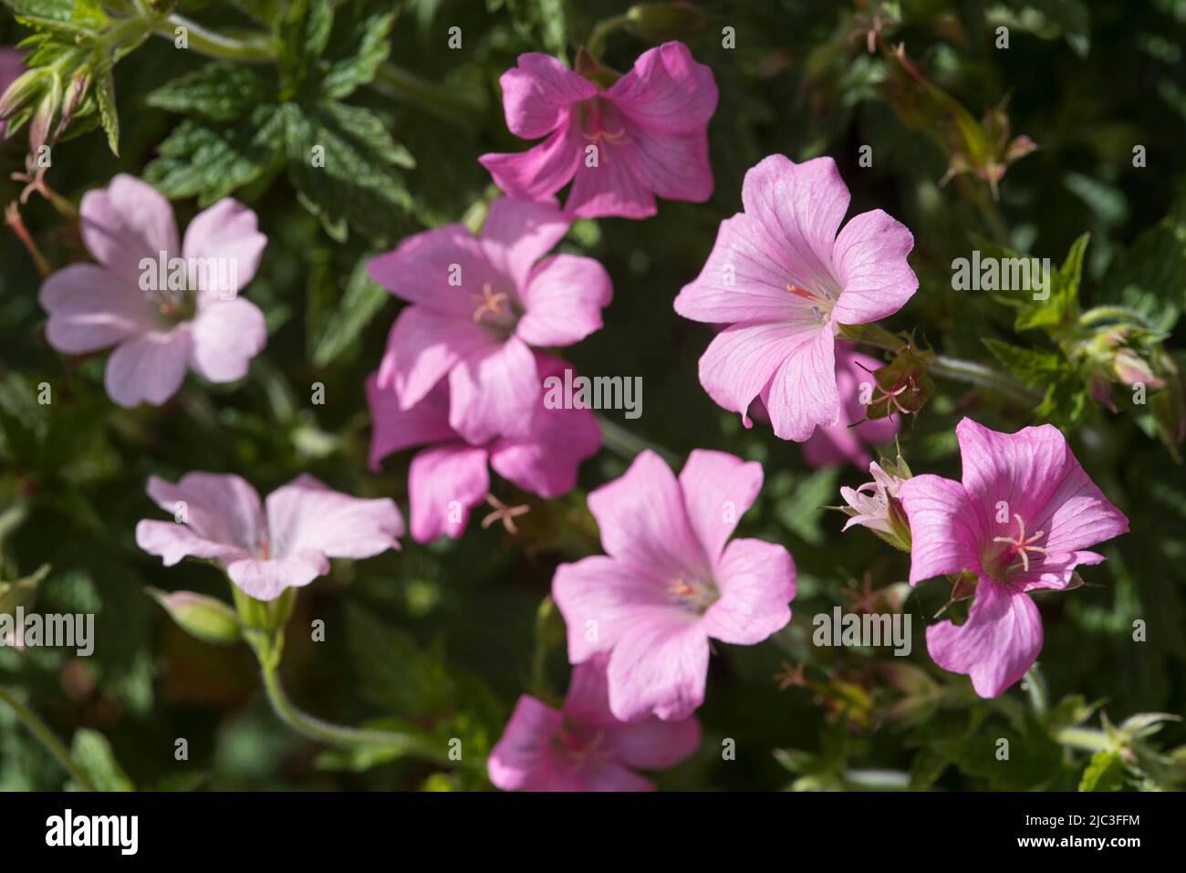 Close up of pink French Cranesbill flowers - Geranium endressii. Ground ...