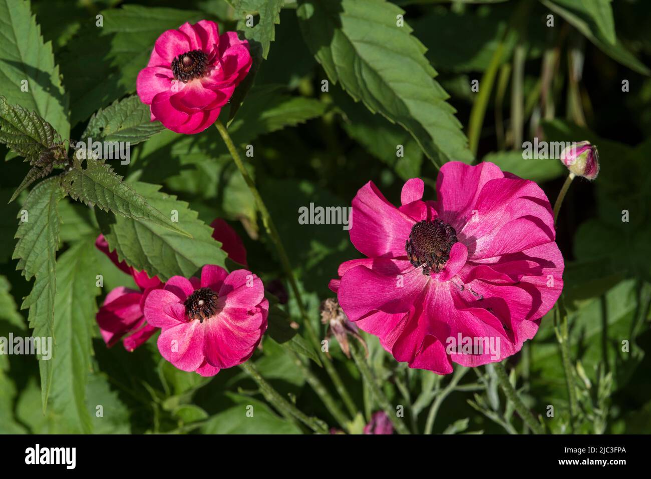 Magenta pink Poppy Anemones - Anemone coronaria aka Spanish marigold ...