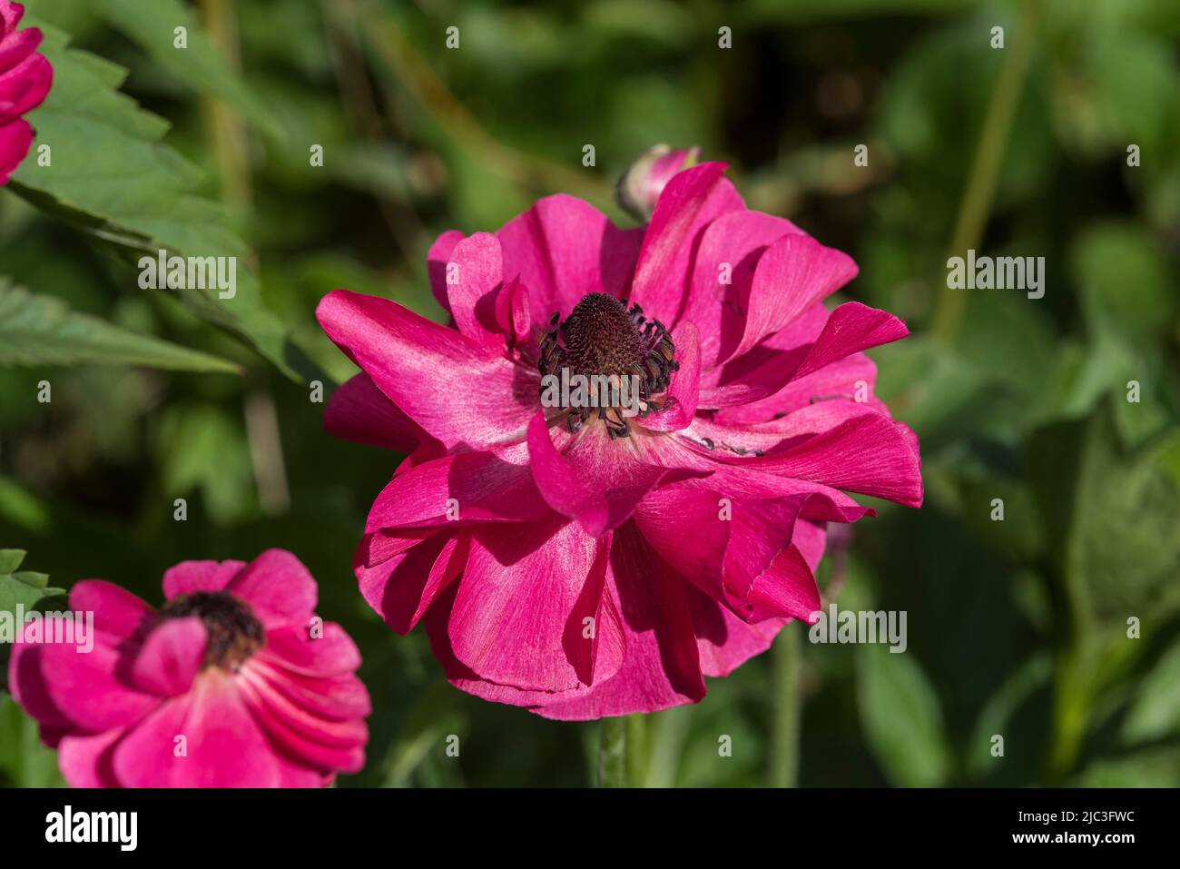 Anemone pollinators hi-res stock photography and images - Alamy