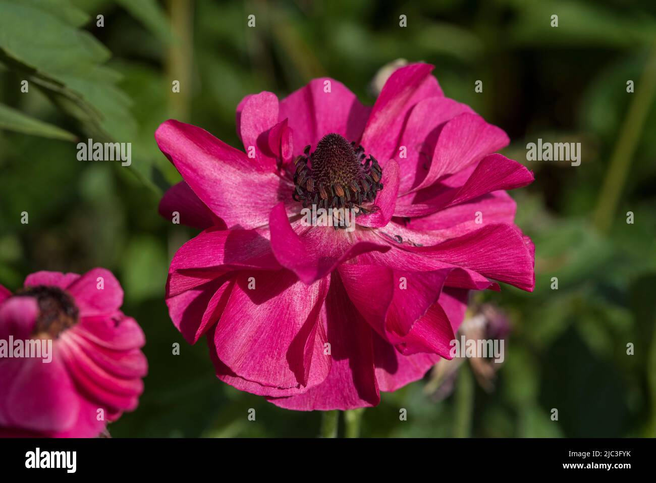 Magenta pink Poppy Anemones - Anemone coronaria aka Spanish marigold ...