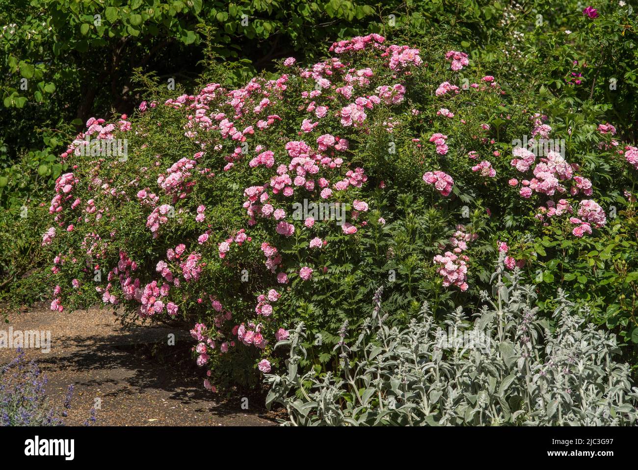 Pink miniature rose hi-res stock photography and images - Alamy