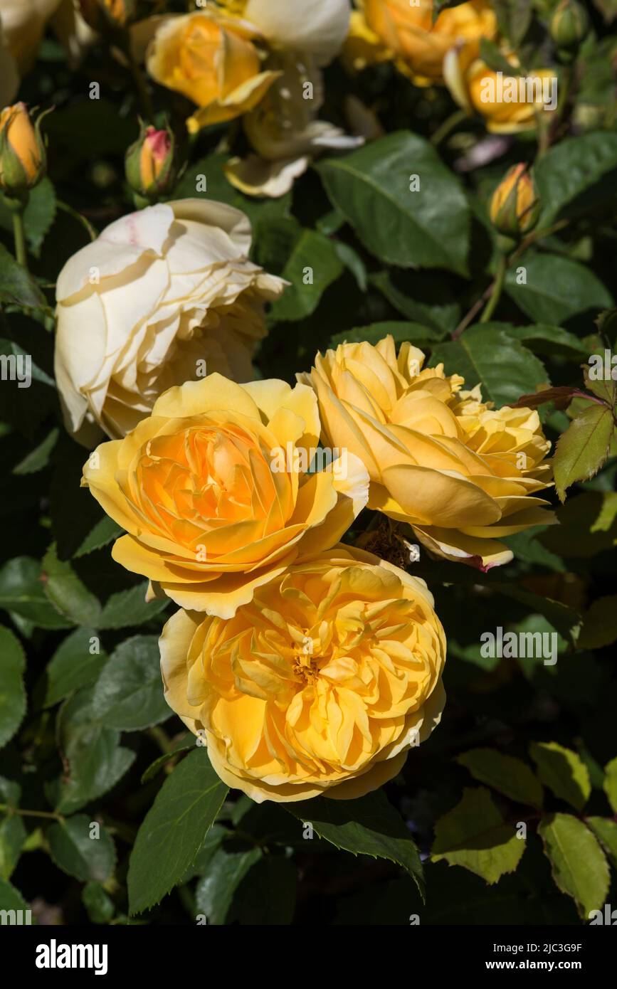Heirloom roses hi-res stock photography and images - Alamy