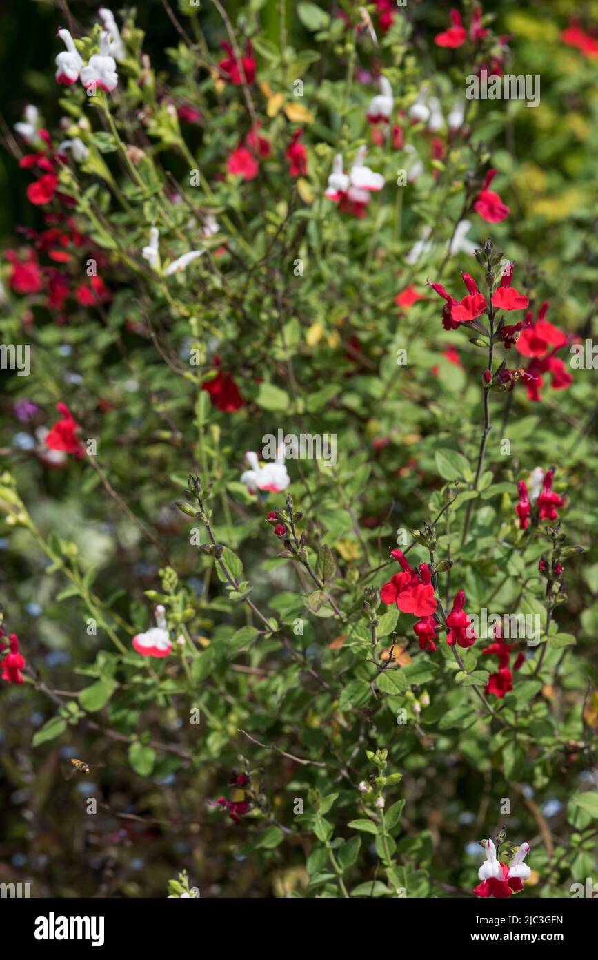 Red and white flowers of Salvia x Jamensis 'Hot Lips'. Evergreen shrub ...