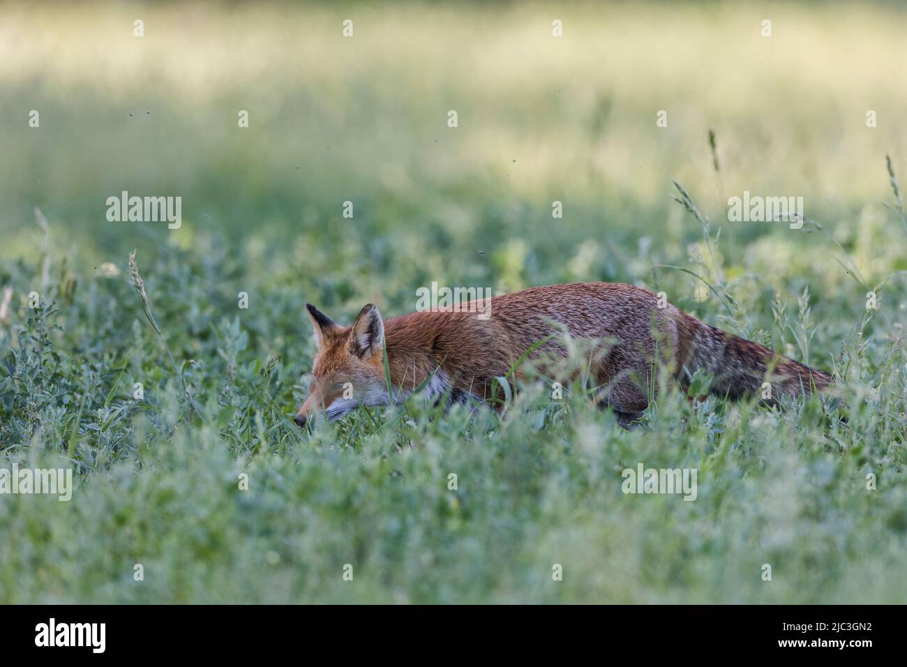 Observing a red fox in hunting on a meadow with wild flowers on a late ...