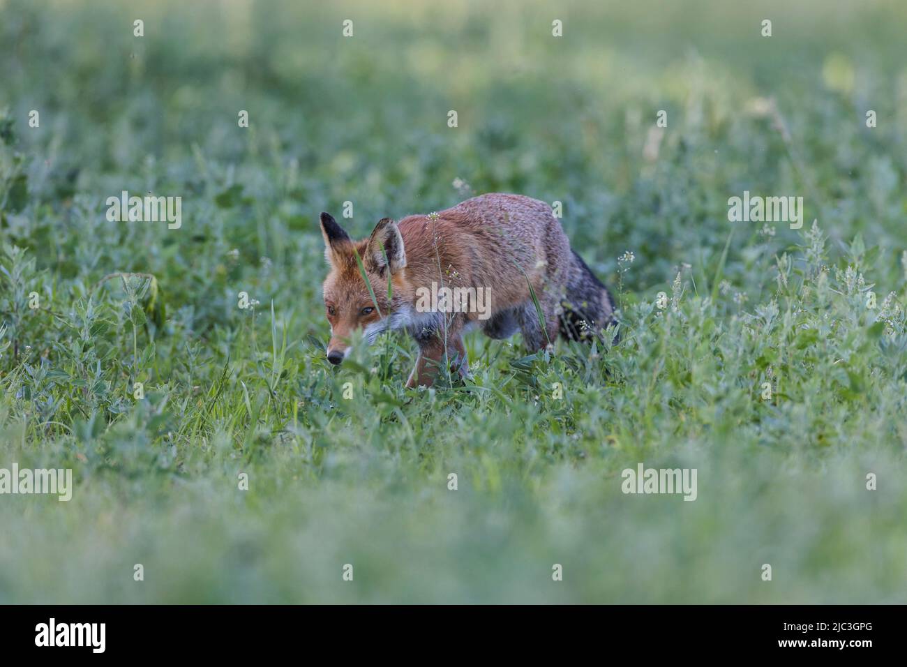 Observing a red fox in hunting on a meadow with wild flowers on a late ...