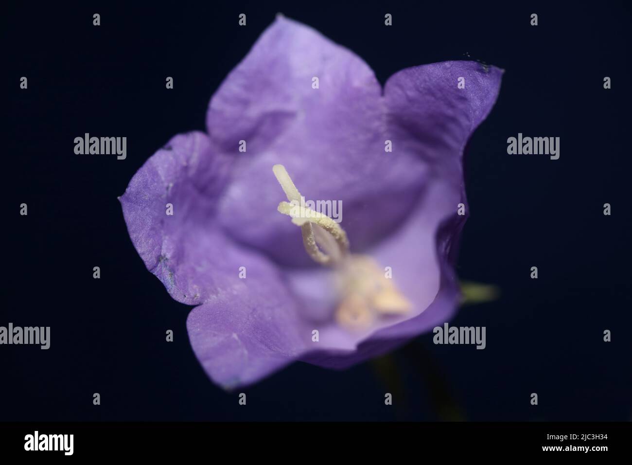 Blue flower blossoming close up trendy botanical background Campanula ...