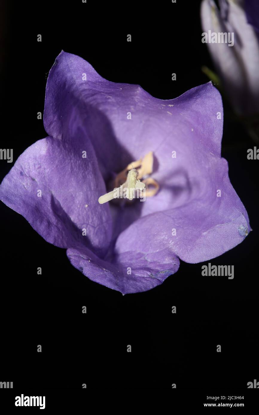 Blue flower blossoming close up trendy botanical background Campanula ...