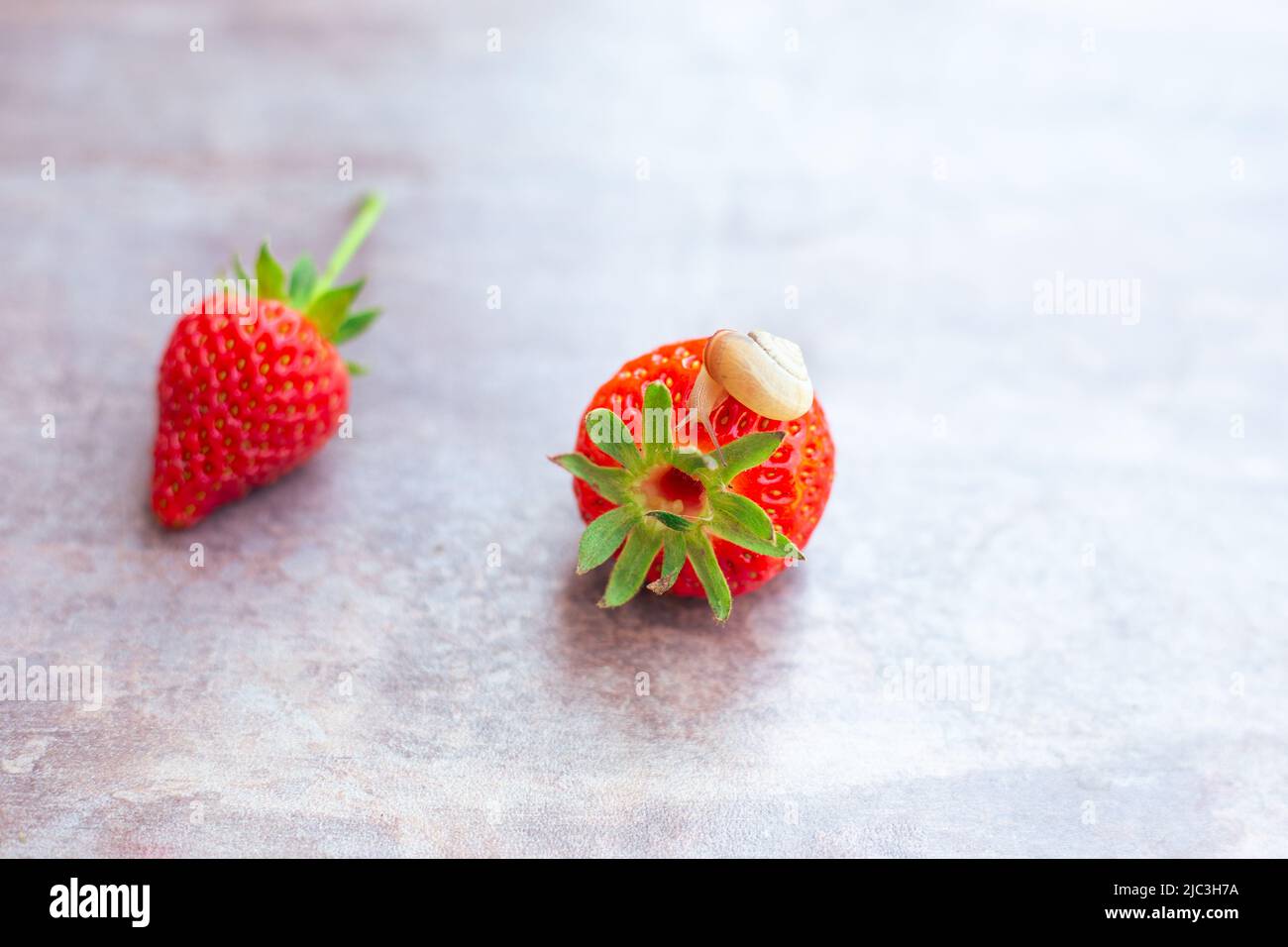 Snail on a red ripe strawberry. Insect pests, berry crop conservation ...