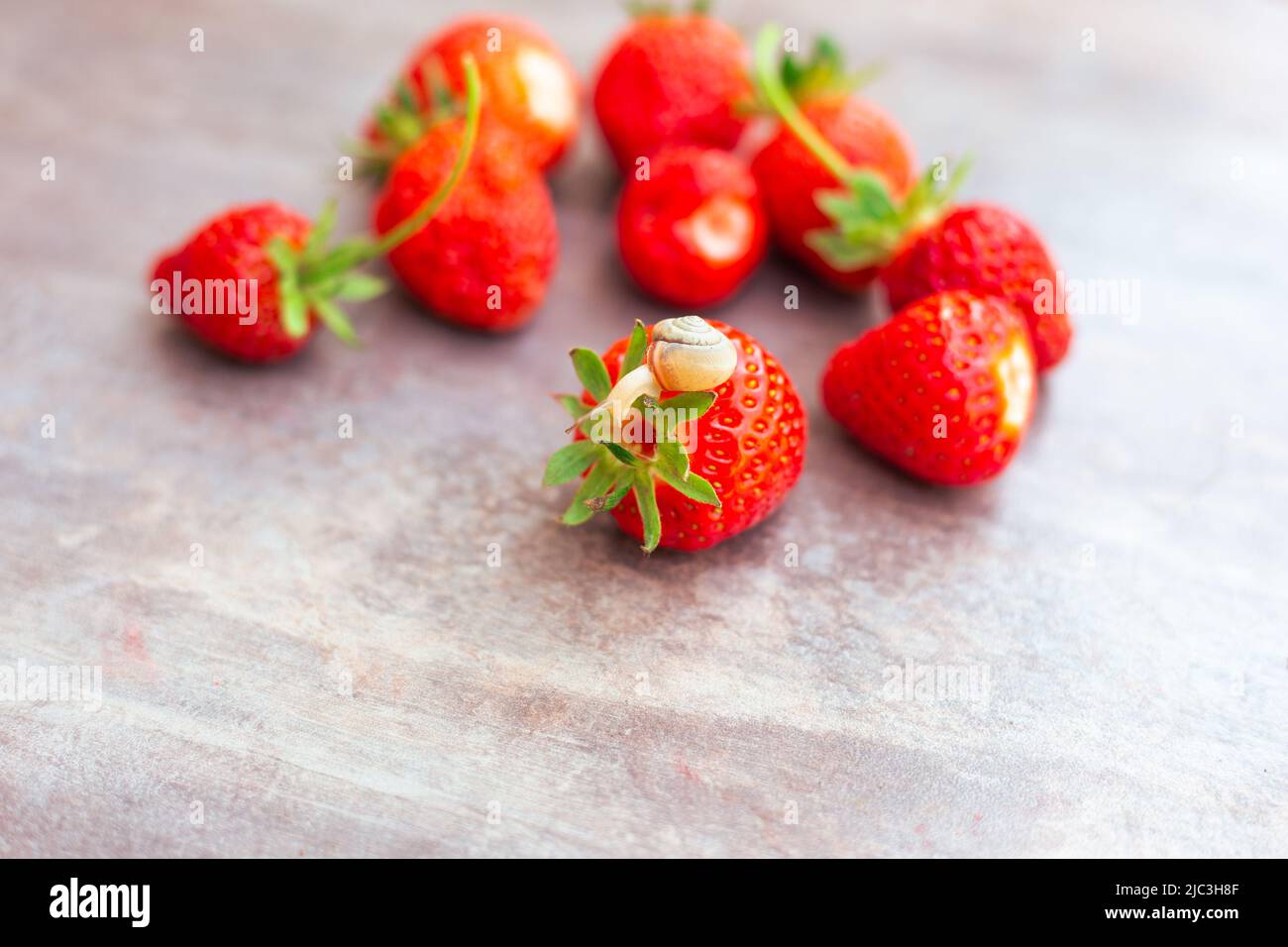 Snail on a red ripe strawberry. Insect pests, berry crop conservation ...