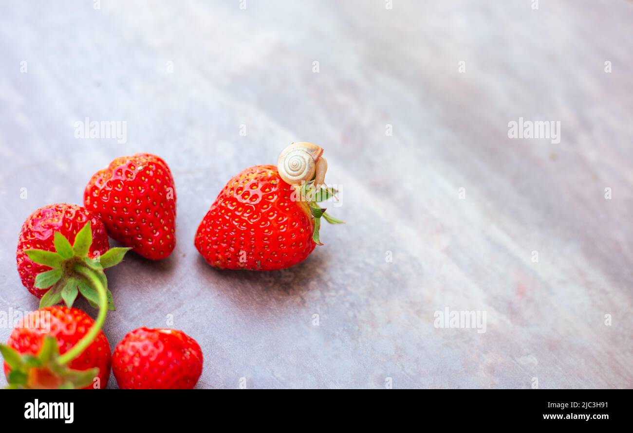 Snail on a red ripe strawberry. Insect pests, berry crop conservation ...