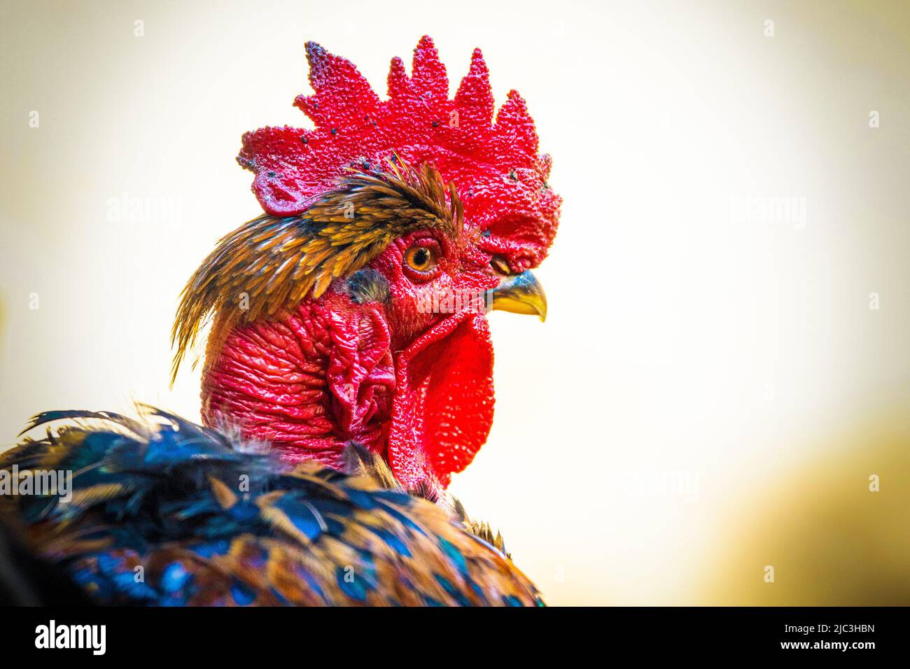 Rooster head with red crest Stock Photo - Alamy
