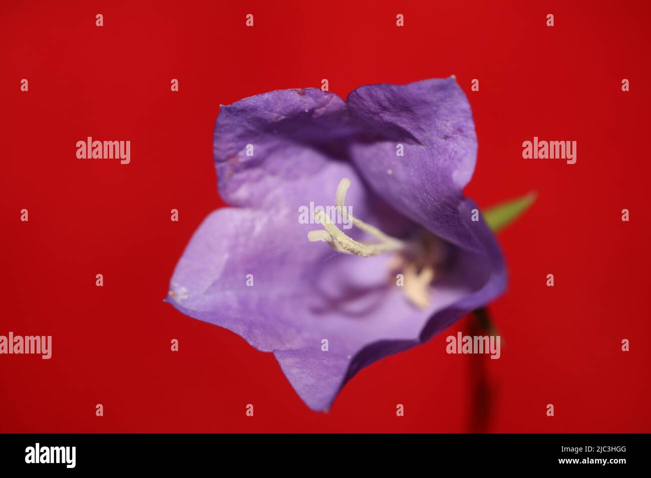 Blue flower blossoming close up trendy botanical background Campanula ...
