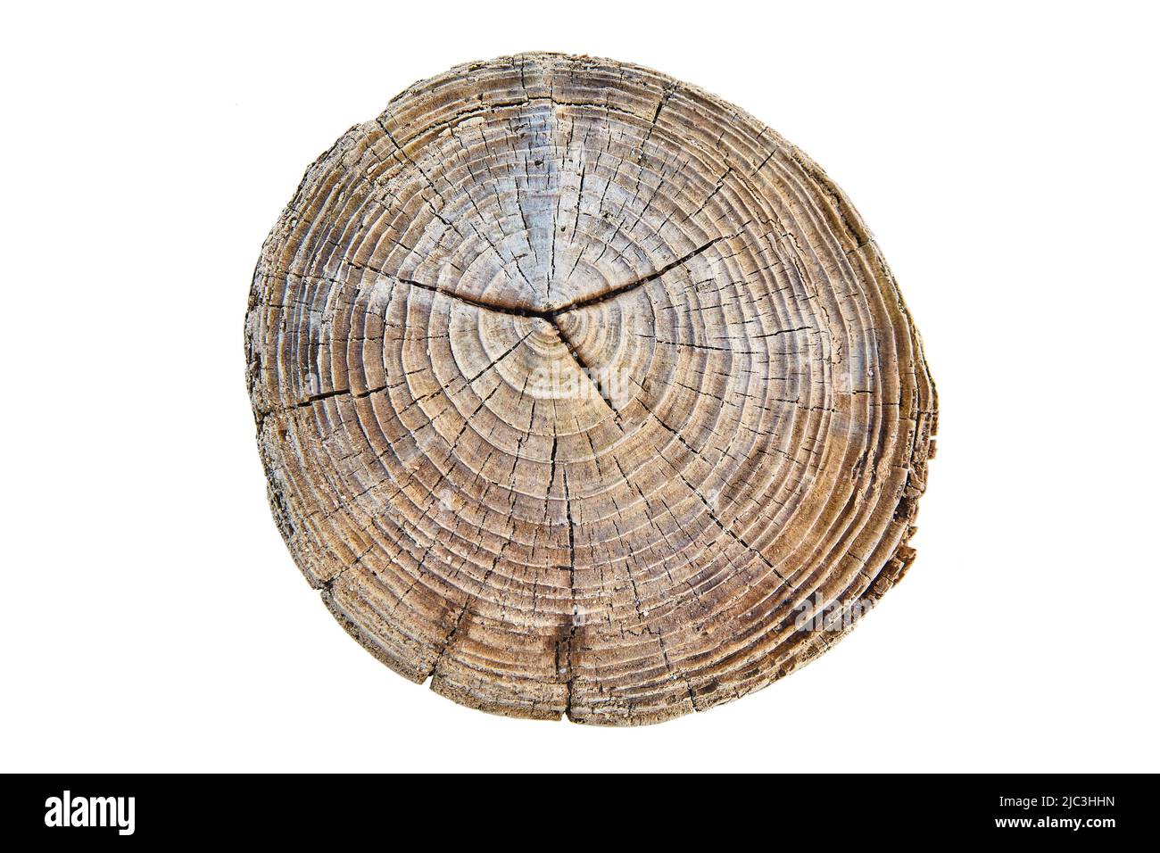 Cut a log; sanded by wind and sand. Old tree. Annual rings. Isolated on ...