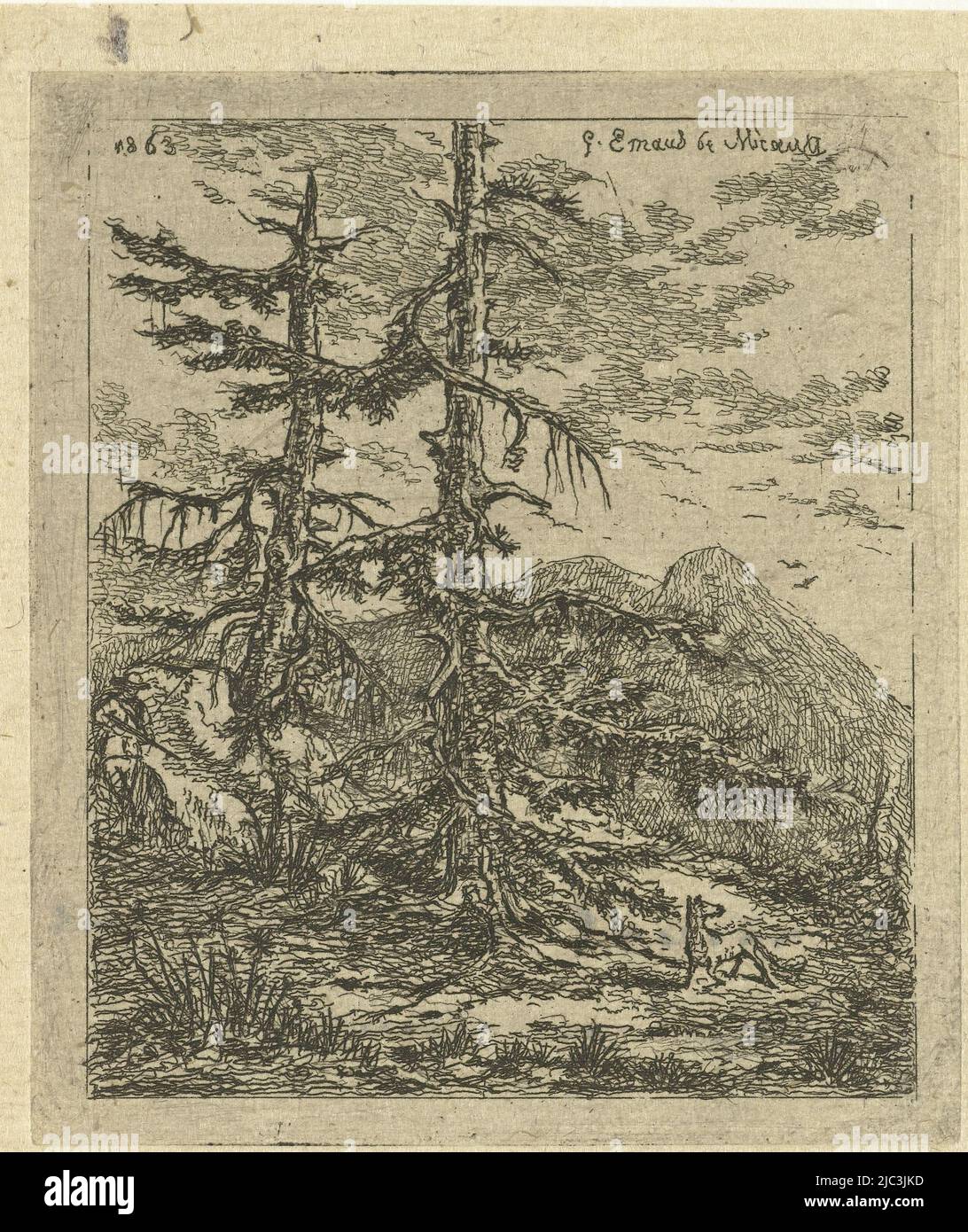 A fox is waited on by a hunter standing behind two spruces, Mountain ...