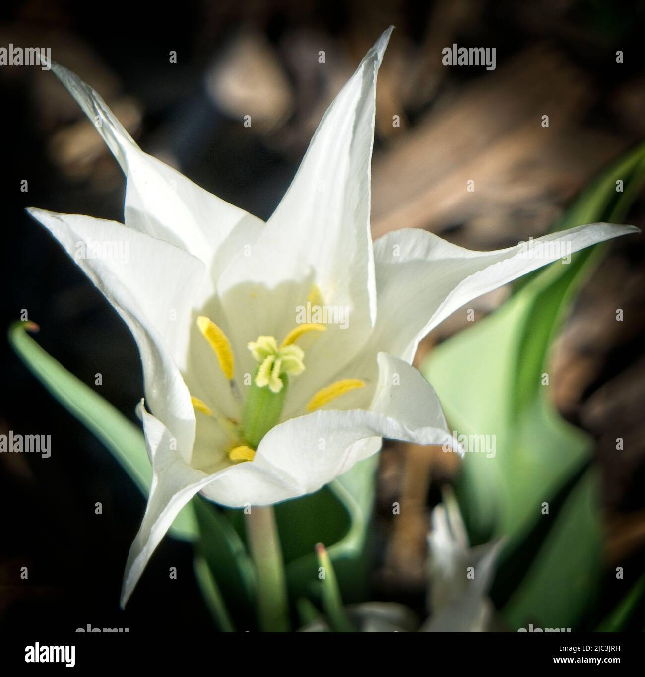 lily Riley Park Calgary Alberta Stock Photo - Alamy