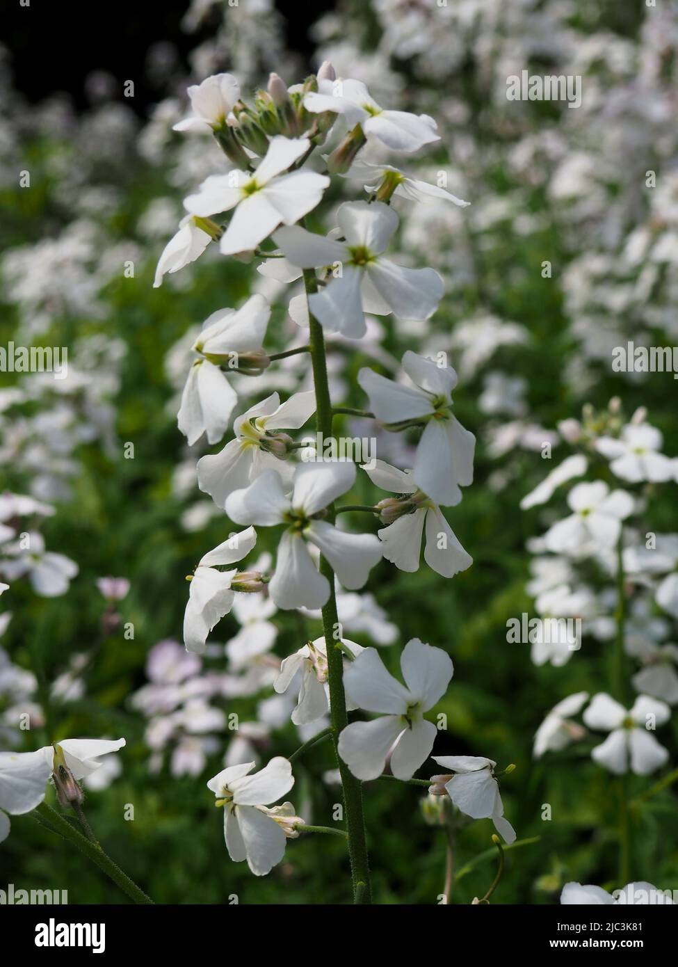 Elegant white flowers of a dames rocket in Spring in a garden in Ottawa ...