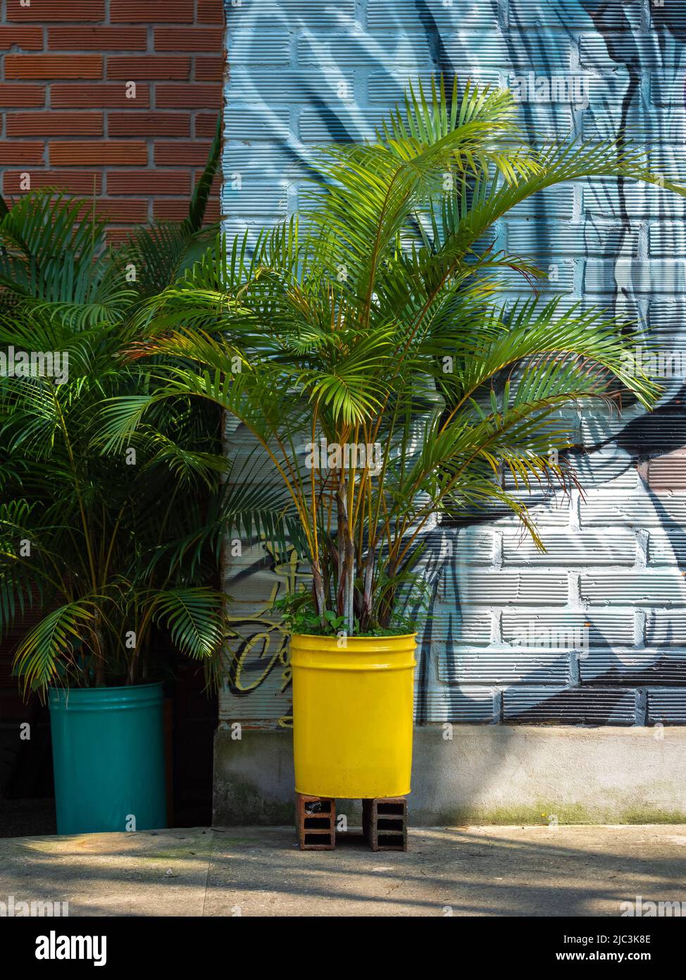 Beautiful Golden Cane Palm (Dypsis lutescens) a species of Flowering ...