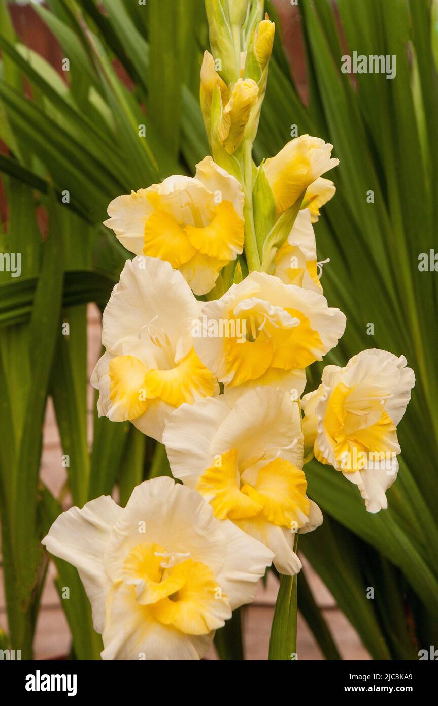 Gladiolus buggy hi-res stock photography and images - Alamy